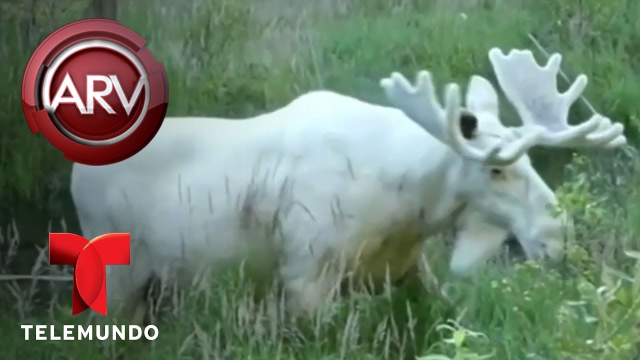 Alce blanco fue visto refrerscándose en un lago | Al Rojo Vivo ...