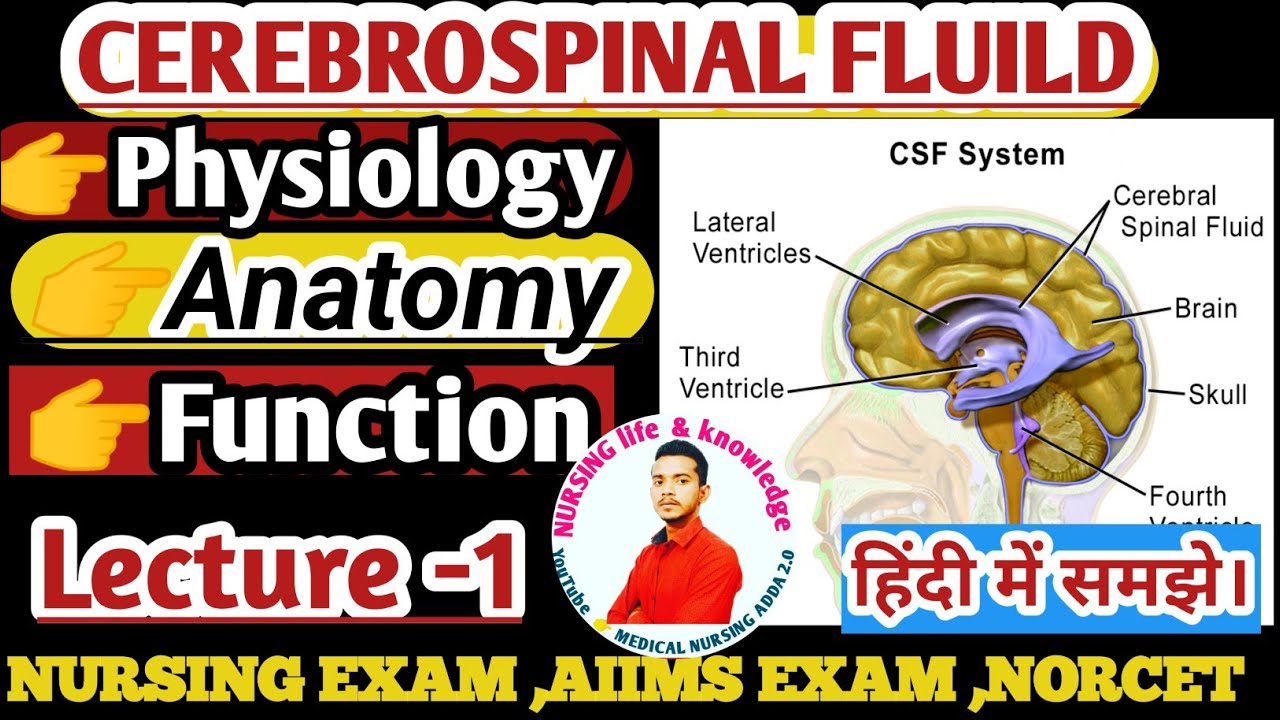 Cerebrospinal Fluid In Hindi Csf Anatomy Csf Physiology csf cerebrospinal-fluid-in-hindi-csf-anatomy-csf-physiology-csf