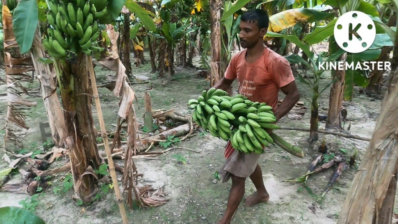 How to collect banana from banana plant - YouTube