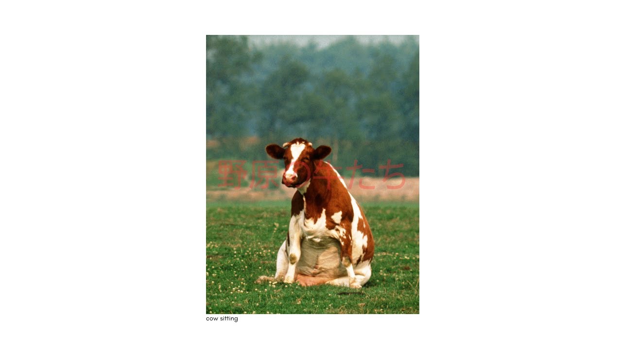 susugoi - dumb cow - YouTube