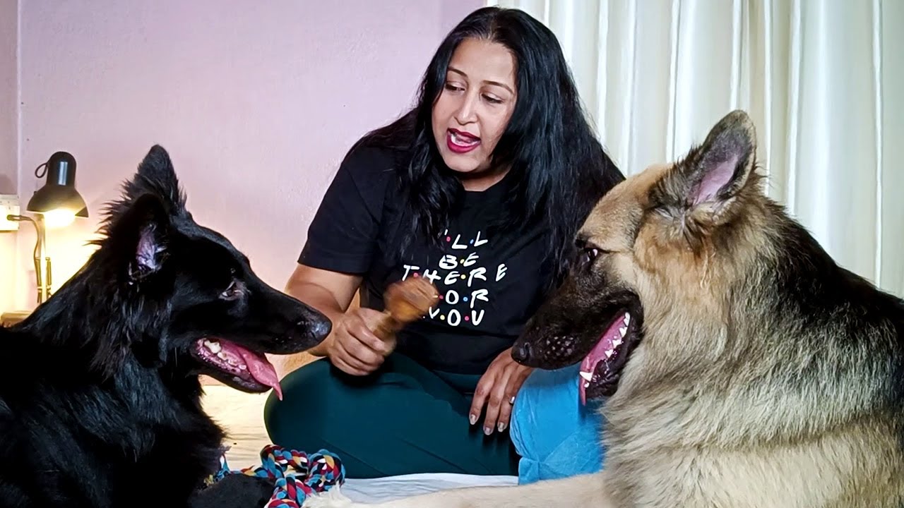 Is Owning A German Shepherd Hard? | GSD Dog | CameraBaba - YouTube