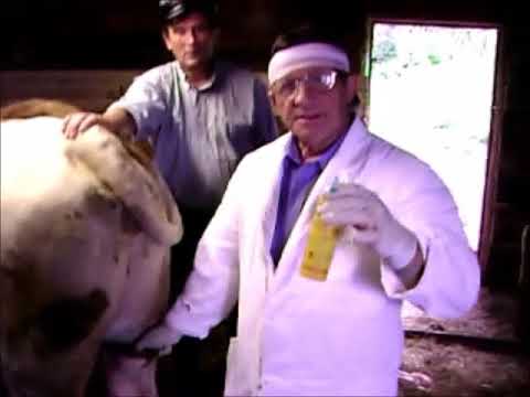 CASTRAREA TAURILOR IN PICIOARE - YouTube