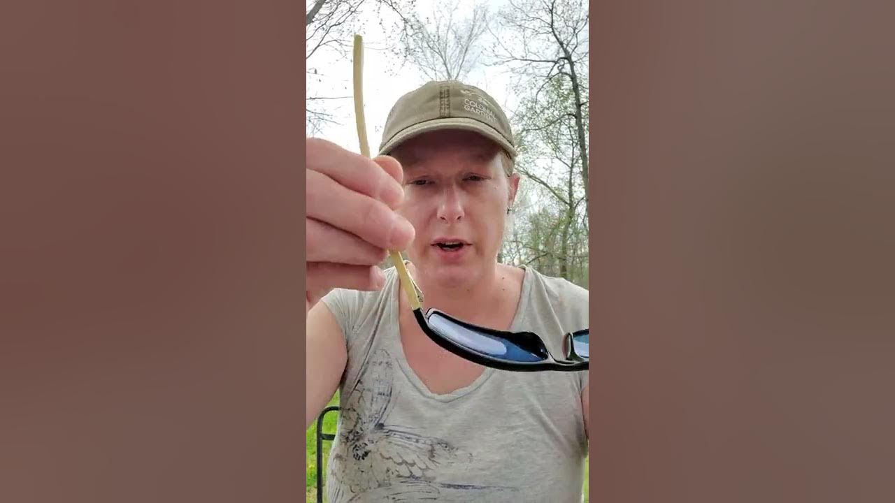 Fungeyes Mushroom Hunting Glasses Review Youtube