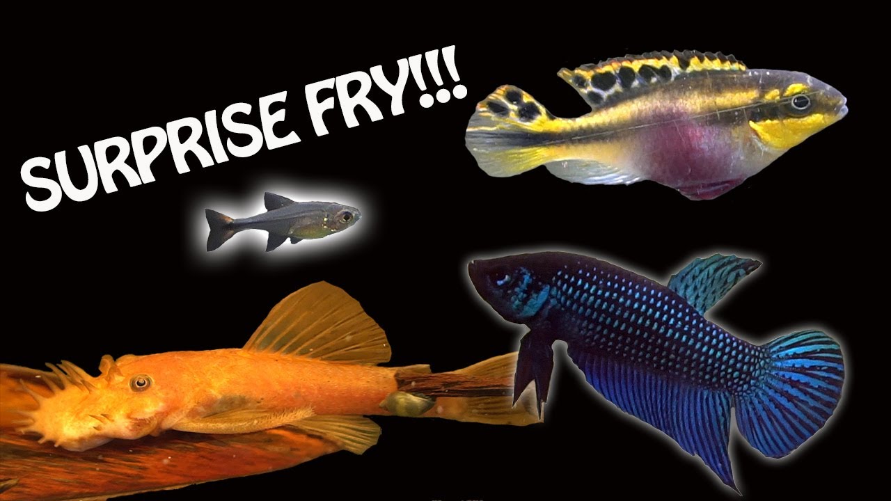 How to get Aquarium Fish to Breed- Daily(ish) Dose - YouTube