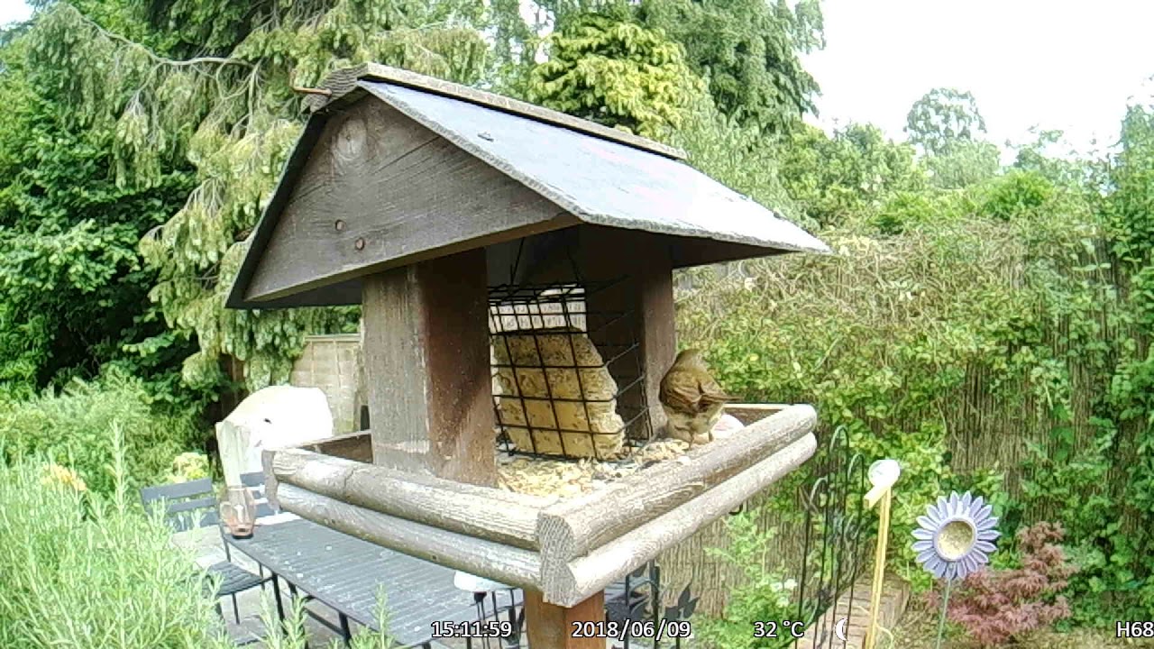Robin on bird table - YouTube