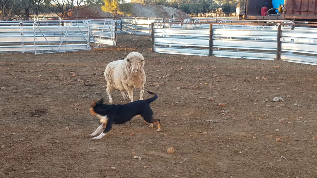 Sheep dog vs Merino Wether.. - YouTube