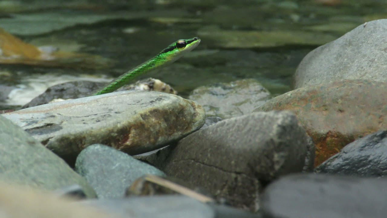 Serpiente perico verde del Pacífico (Leptophis depressirostris) - YouTube
