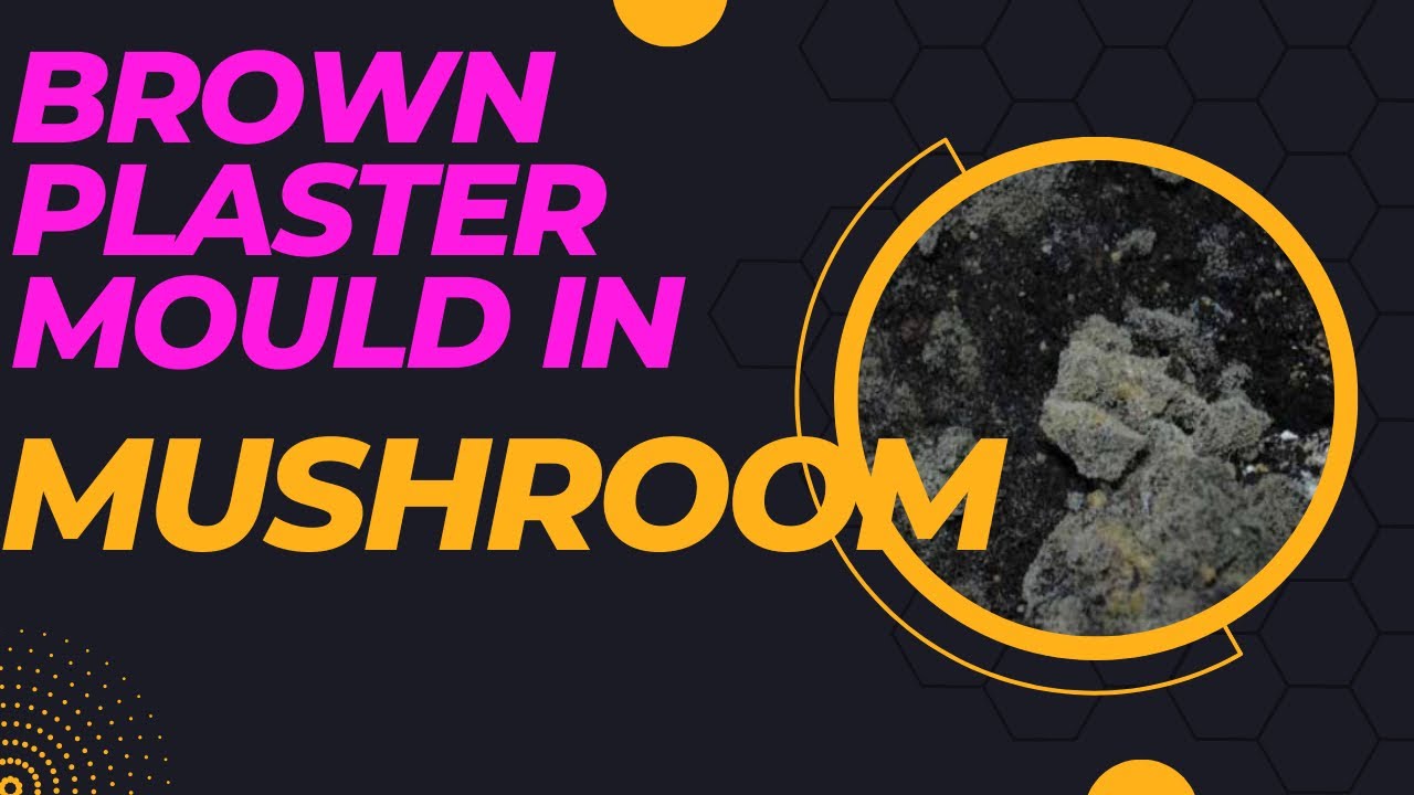 mushroom ki kheti mai:-How to treat Brown Plaster Mould //Brown Plaster ...