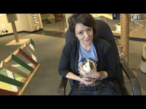 Should Pets Be Allowed In School Pros And Cons