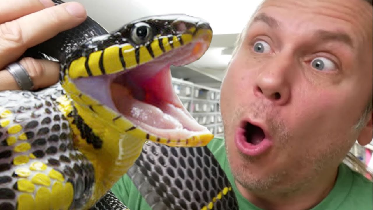 ALMOST BITTEN BY A MILDLY VENOMOUS SNAKE!! | BRIAN BARCZYK - YouTube