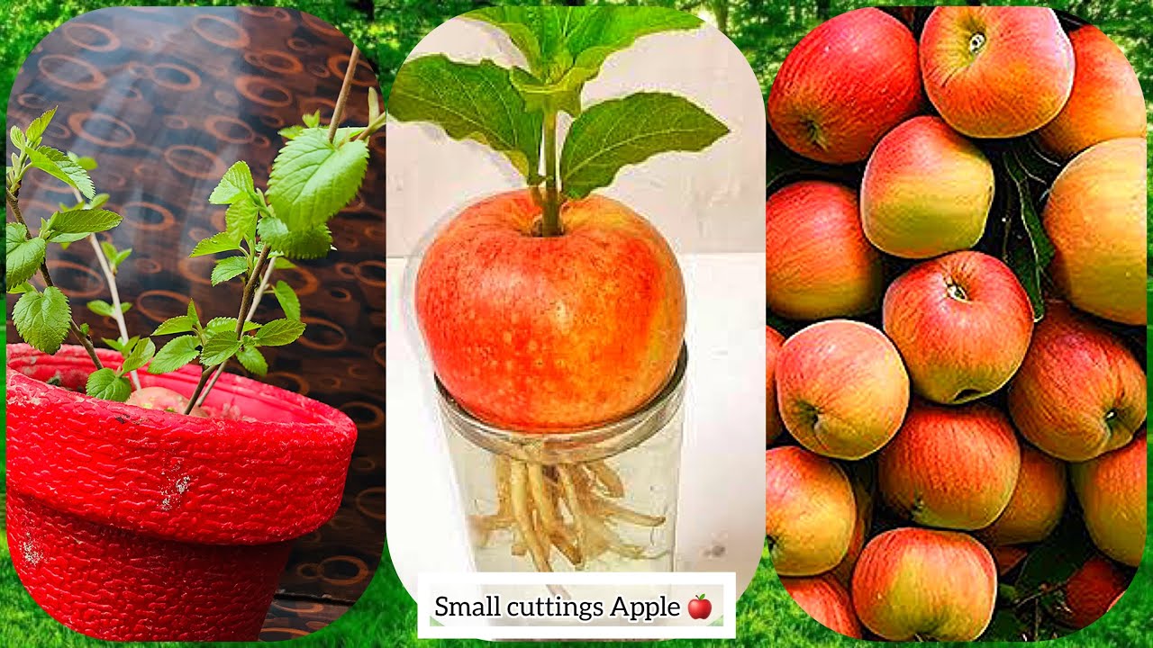 🎧🎼How to grow small Apple cuttings new unique techniques - YouTube