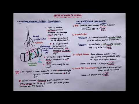 15- Kasların Kasılma Mekanizması, Huxley Kayan İplikler Modeli ve Kasılmanın Kimyasal Açıklanması