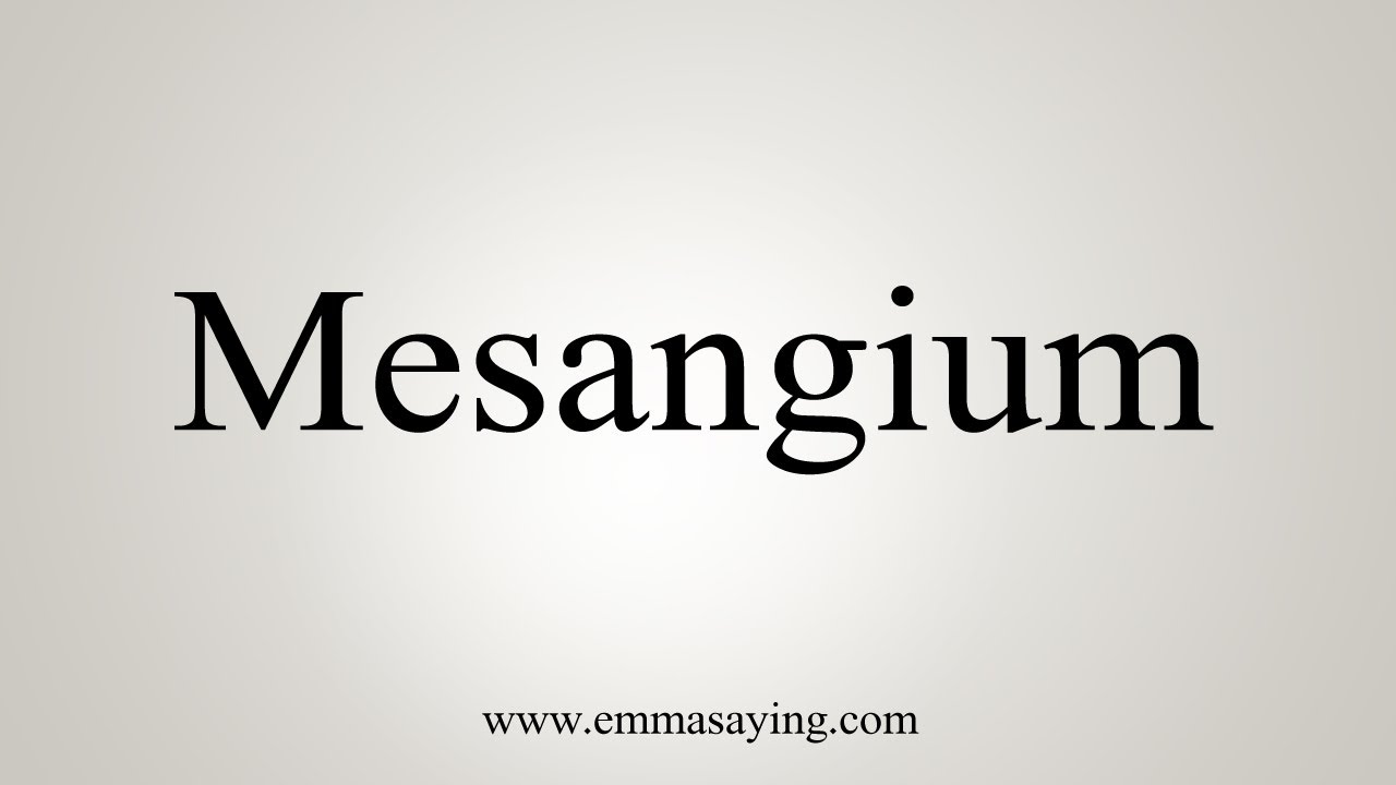 Mesangium