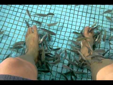 Tickling Fish Spa at Manila Ocean Park - YouTube
