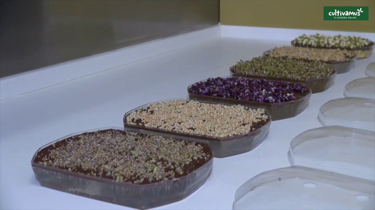 Como hacer crecer brotes germinados Batlle - YouTube