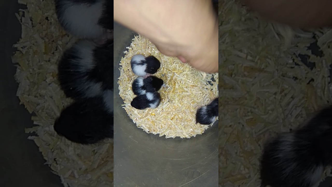 Baby Syrian panda bear hamster - YouTube