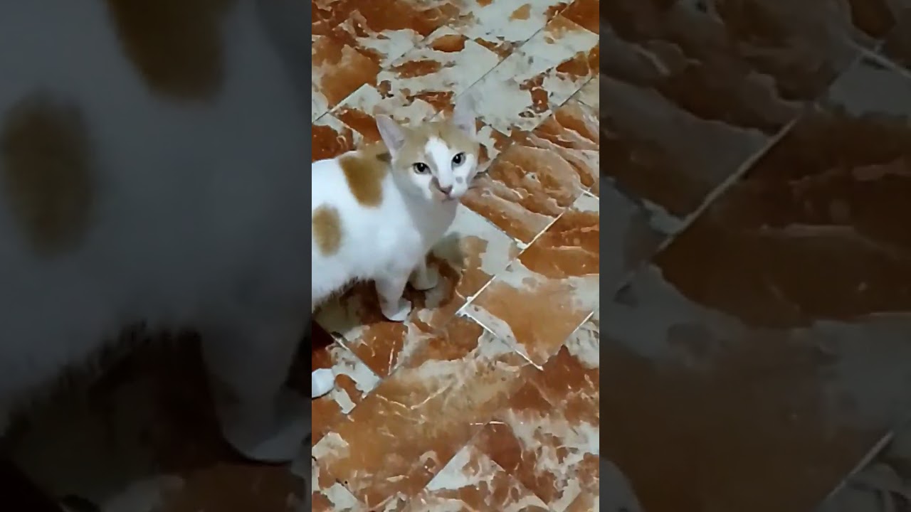 catch meow towngue - YouTube