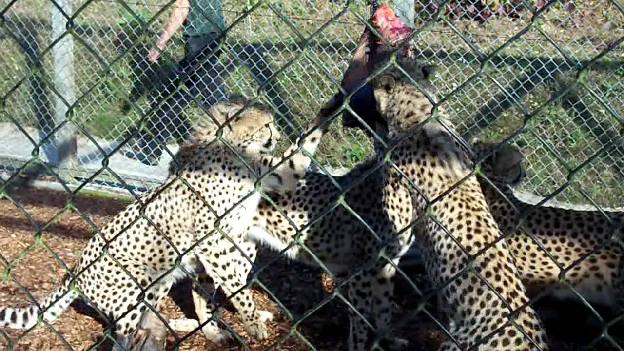Colchester Zoo Keeper for the Day, Scheme C - Cheetahs - YouTube