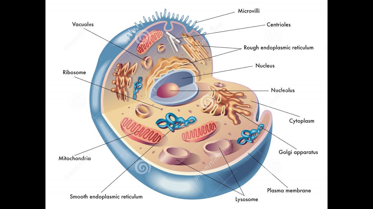 The Immortality (and highly reproductive nature) of Our Body's Cells ...