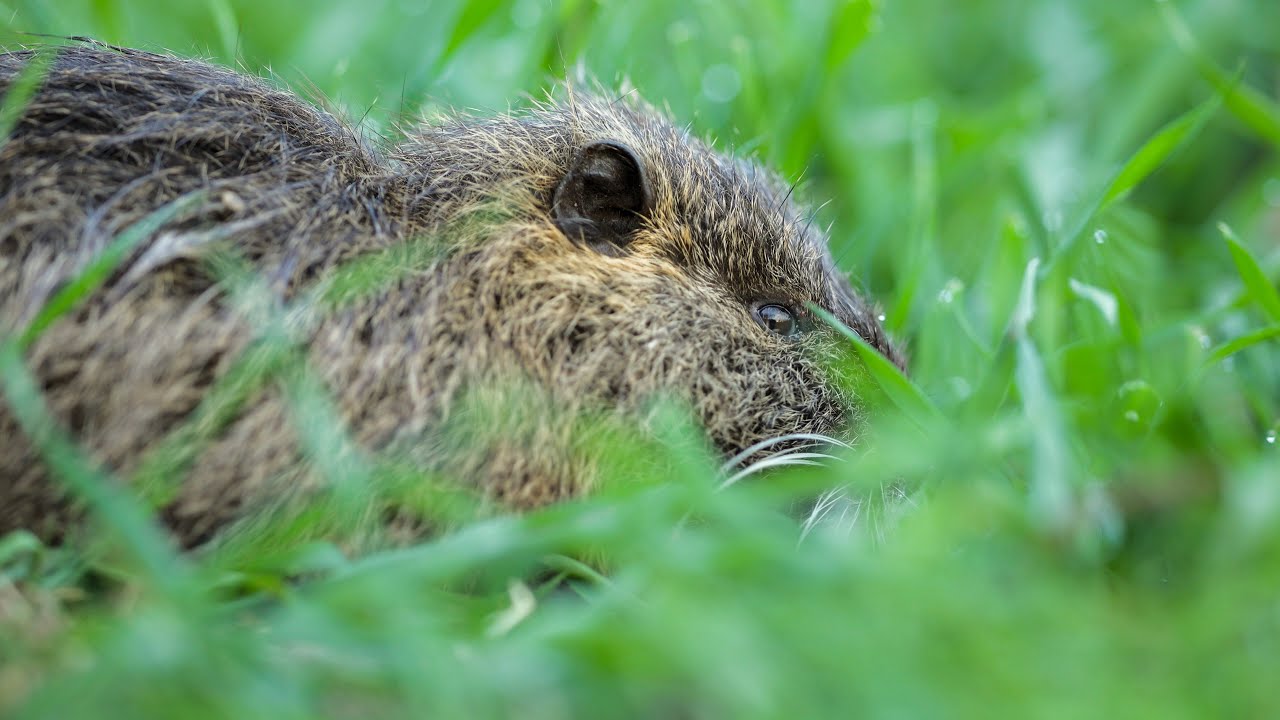 Nutria | Close Up (4K) - YouTube