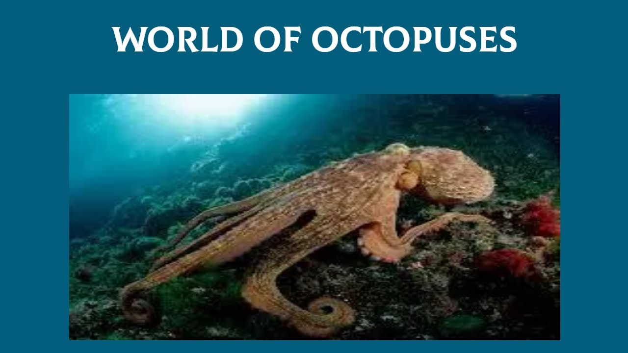 The Fascinating World of Octopuses - YouTube