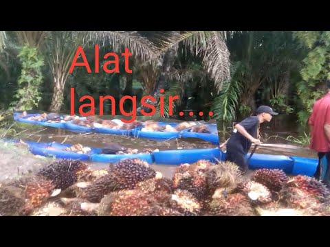 Langsir sawit ||| proses angkat buah sawit menggunakan perahu plastik.....