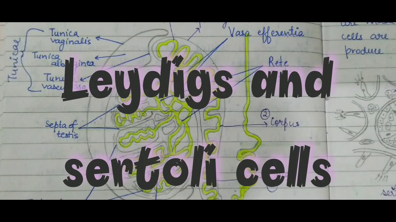 Difference Between Leydigs cells and Sertoli cells - YouTube
