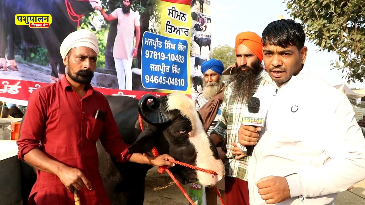 Pistol Bull vs Raja Bull | Nili Ravi ke Anmol Nagine | Pashupalan Vikas ...