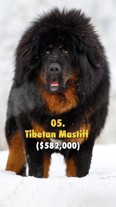 Top 10 Most Expensive Pets in the World in 2024 - YouTube