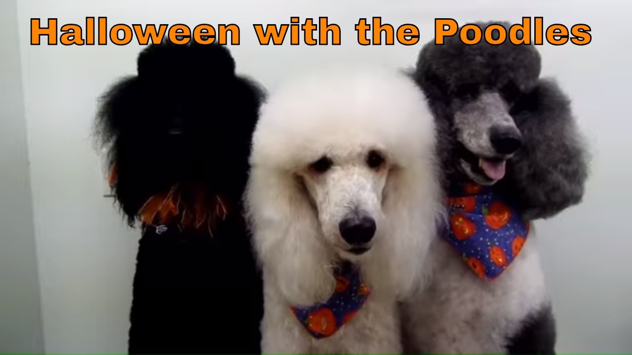 Halloween with Standard Poodles - YouTube