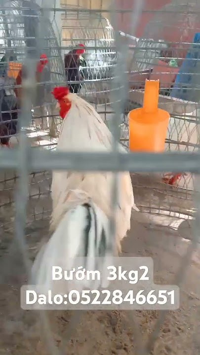 Bướm 3kg2 tay 1 cục - YouTube