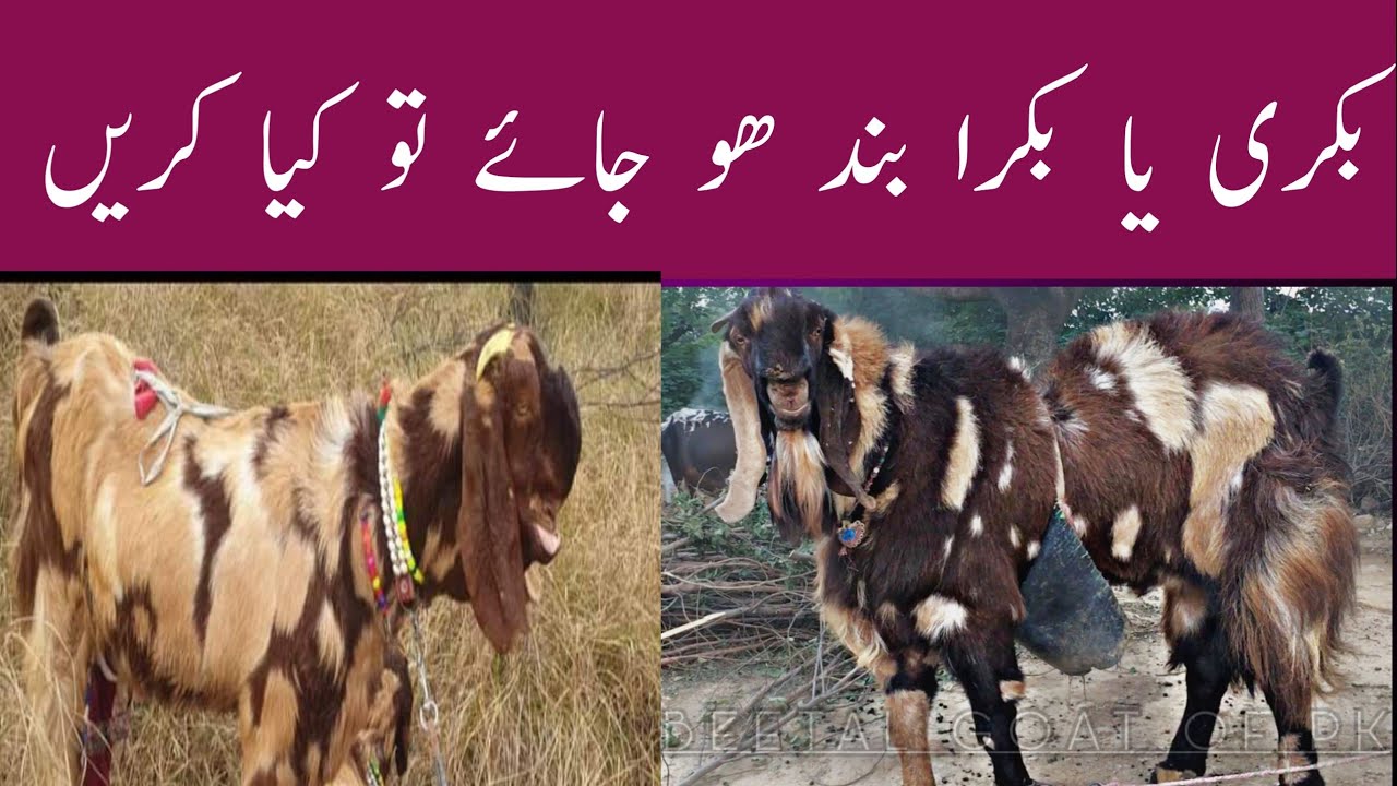 bakri|Pothwari Beeta#goatfarminginpakistan |goat problem|care of goats ...