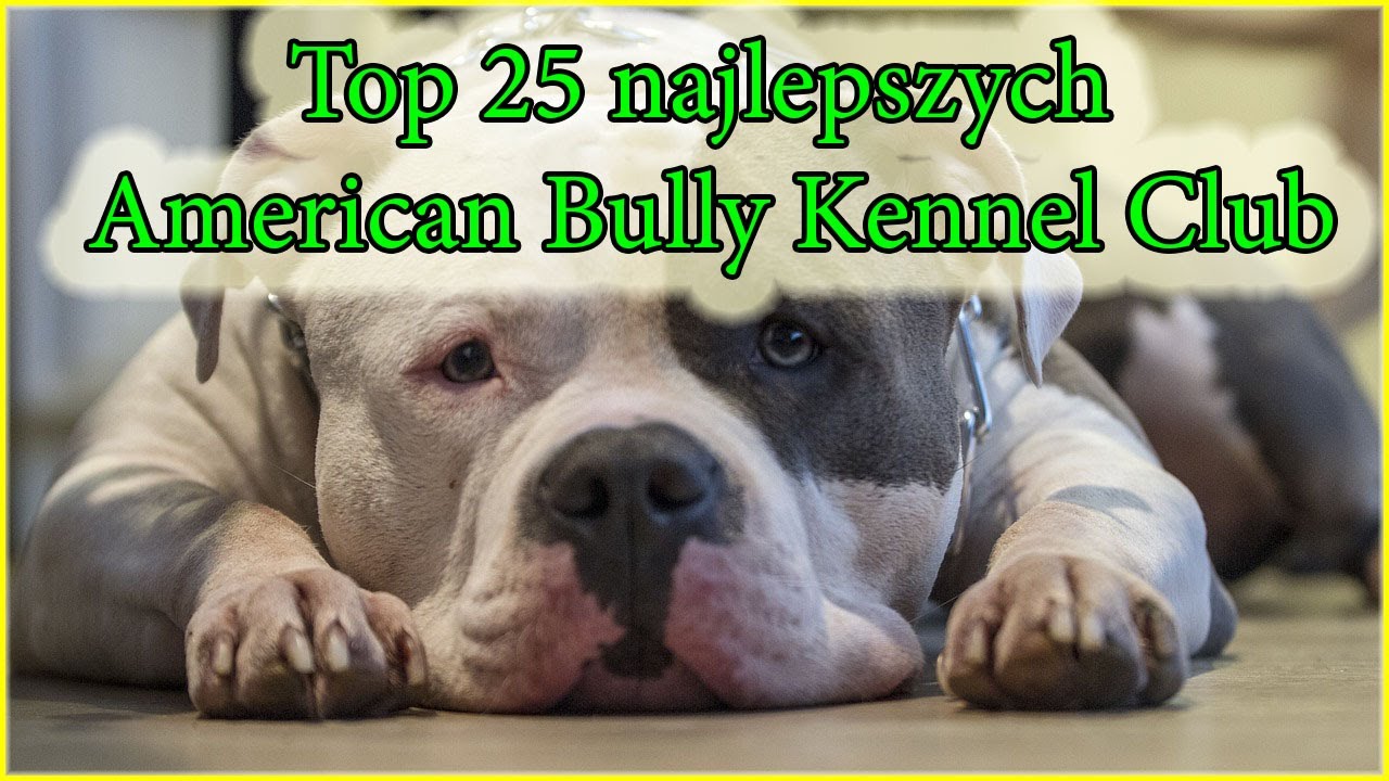 Top 25 najlepszych American Bully Kennel Club - YouTube