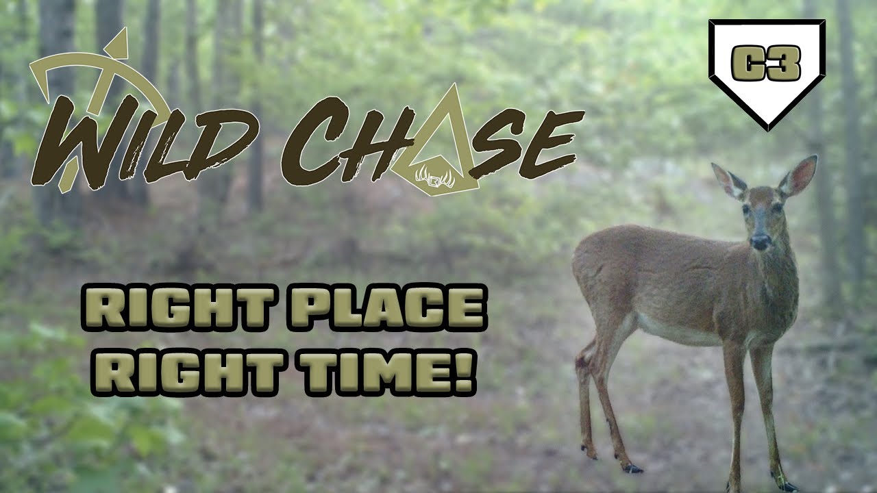 THE Moment That Changes Everything | Wild Chase Chapter 3 - YouTube