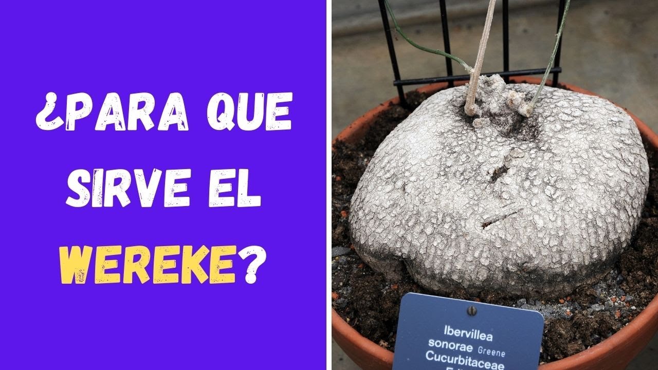 ¿Para que SIRVE el WEREKE como planta medicinal? - YouTube