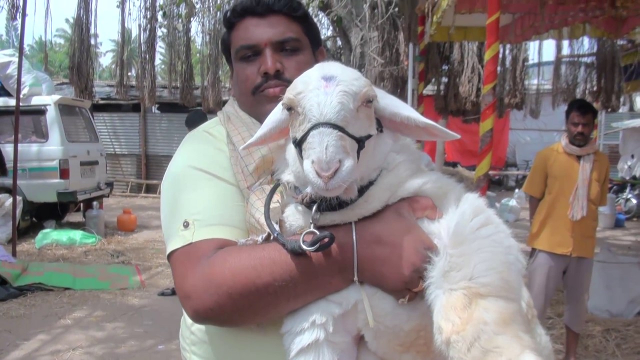 Bannur Sheep Breeds in Demand - YouTube