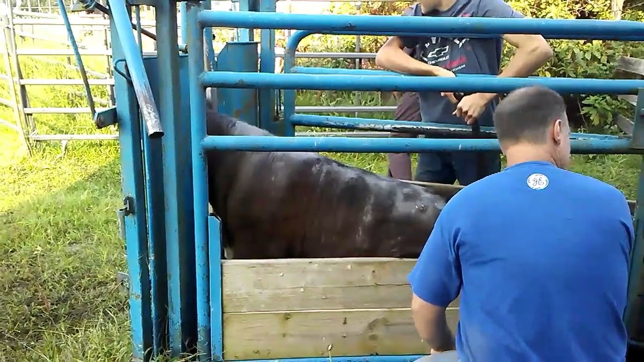 CALF BANDING - YouTube