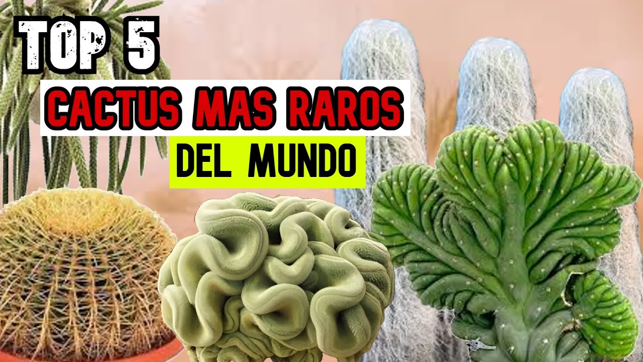 Top 5 CACTUS más raros del MUNDO!🌍 - YouTube