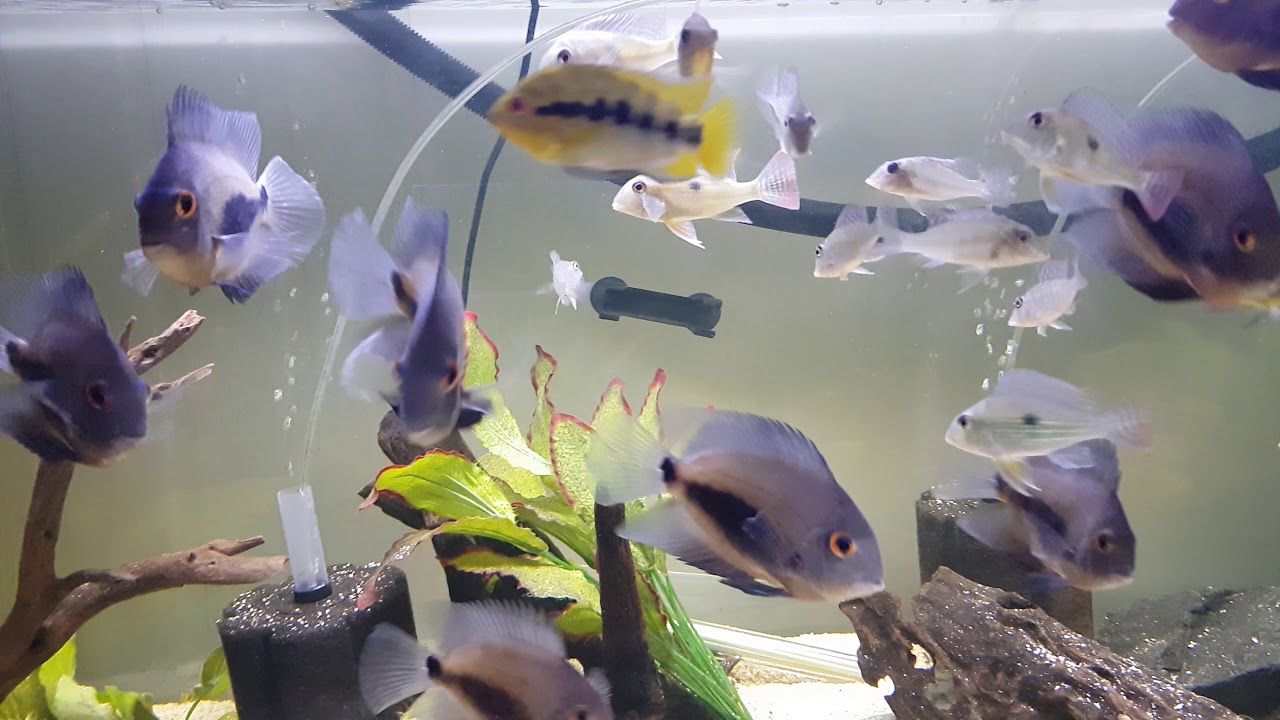 Uaru, Rainbow Cichlids, Satanoperca Leucosticta & Geophagus Rio Branco ...