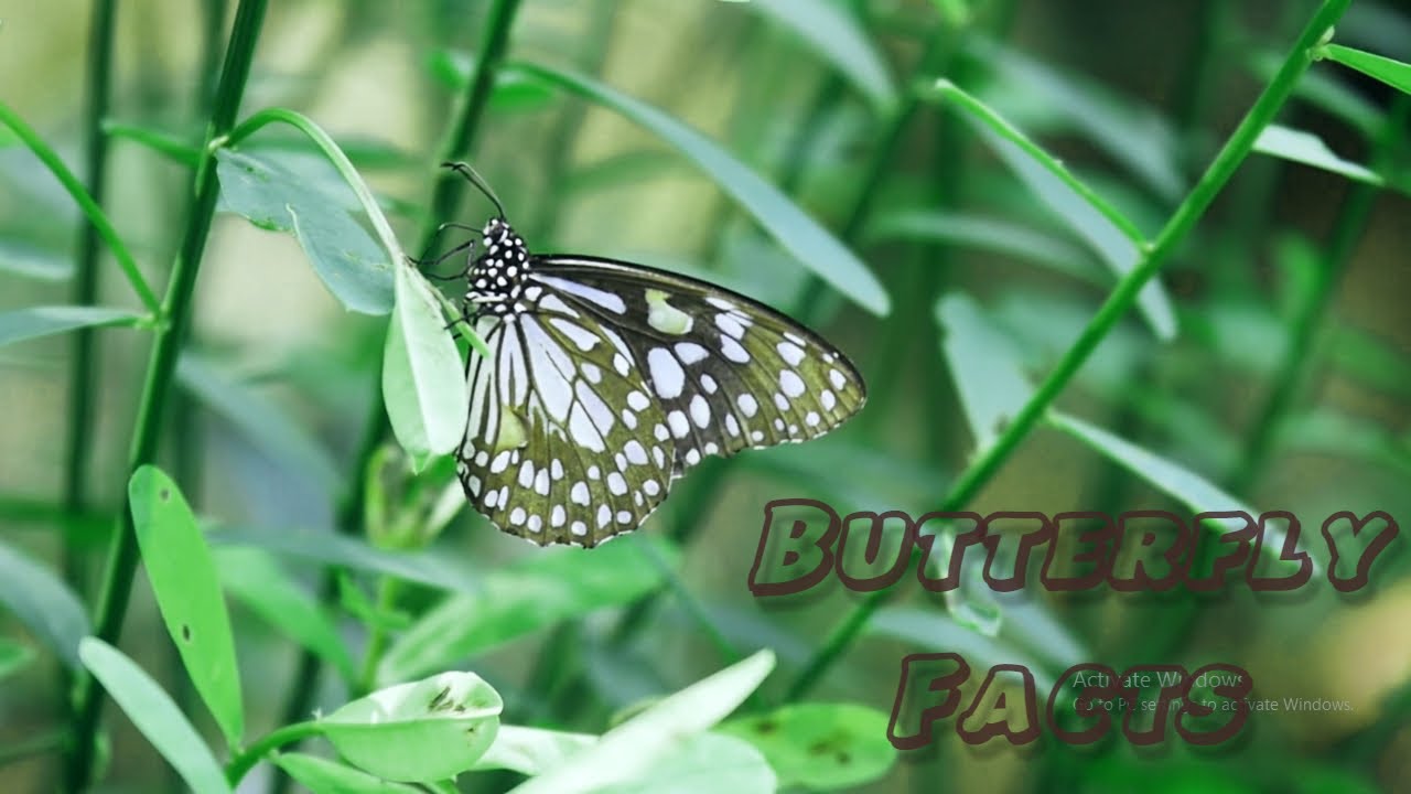 Butterfly Description l Butterfly Species l 2022 l Animal Lover - YouTube