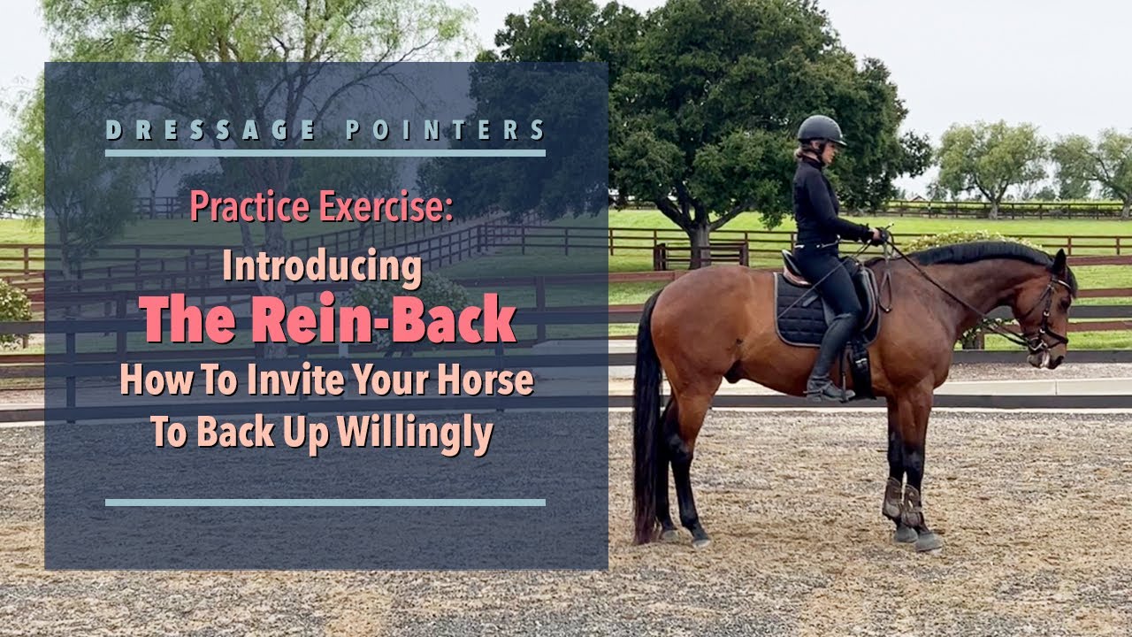 Introducing The Rein-Back: How To Invite Your Horse To Back Up ...