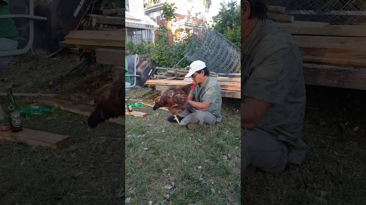Rooster training - YouTube