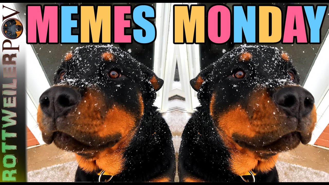 12 FUNNY Rottweiler Memes! ORIGINAL CONTENT pics by Rottweiler POV ...