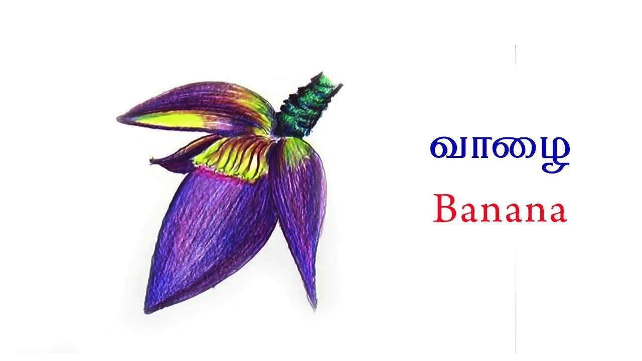 வாழைப்பூ வரைவது எப்படி | Banana flower Drawing - YouTube