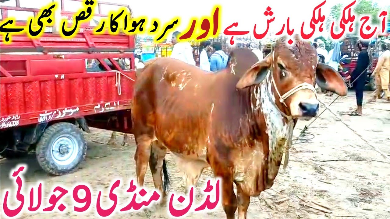 Ludden Cow Mandi Update Today Fresh Video 9 July | Cholistani Khere ...