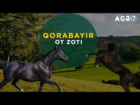 QORABAYIR OT ZOTI #ChorvaZotlari