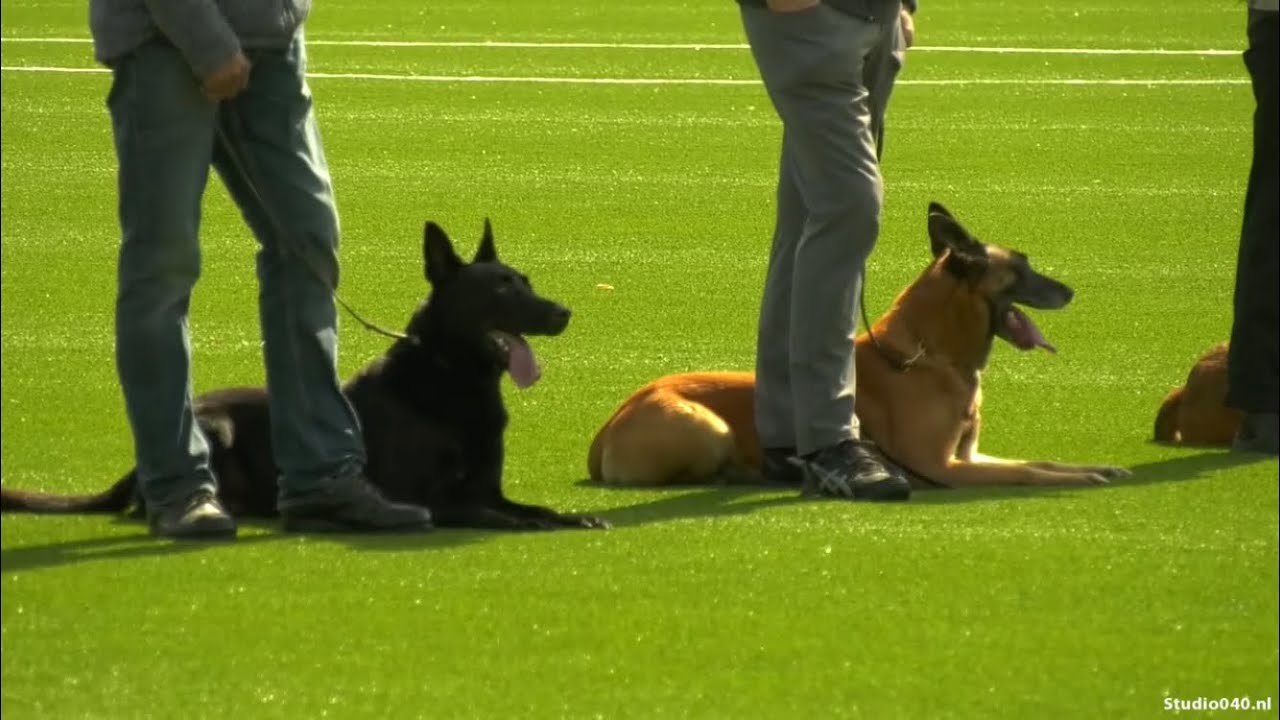 Spectaculaire beelden: kampioenschap voor politiehonden - YouTube