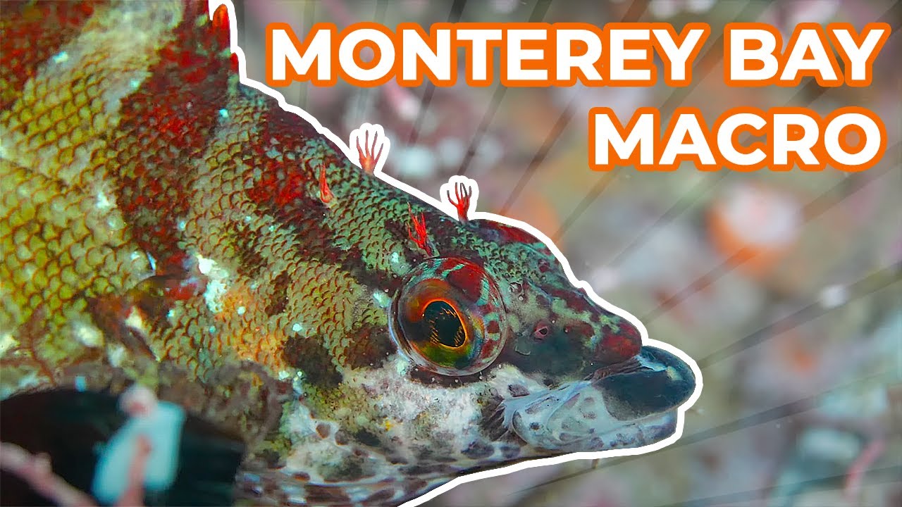 Up Close & Personal with Creatures of the Monterey Bay | Macro SCUBA ...