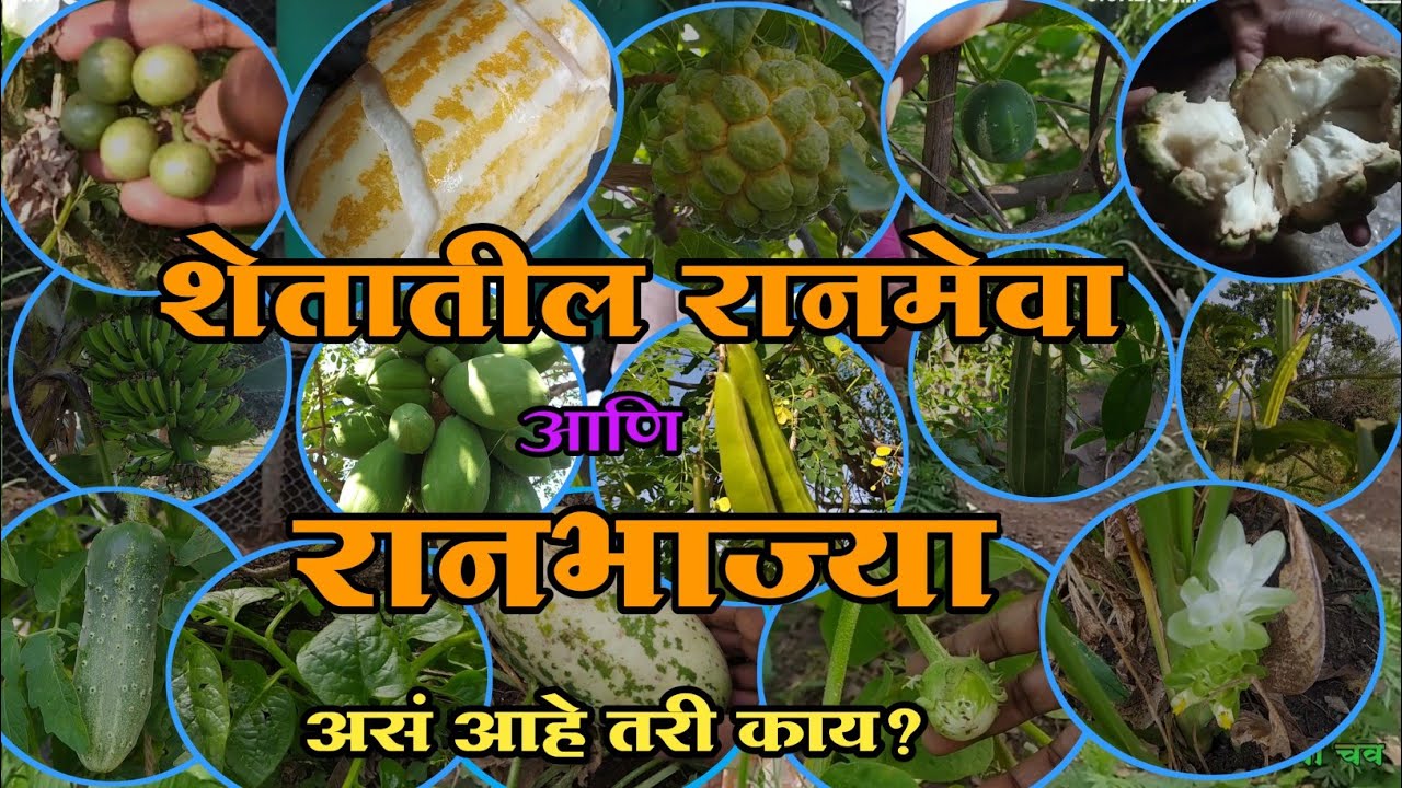 #रानमेवा। गावाकडील आगळा वेगळा रानमेवा। परसबाग व रानभाज्या। गावाकडची चव ...