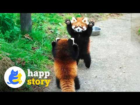Red Pandas Think They’re Terrifying and It’s Absolutely Adorable | HAPP